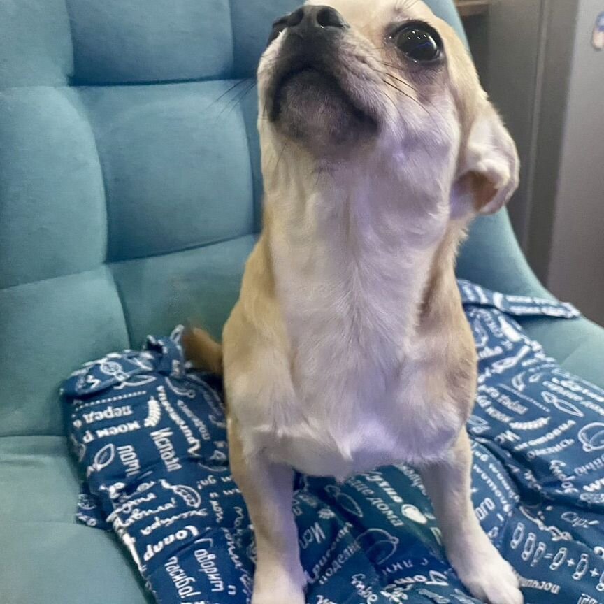 Вязка чихуахуа