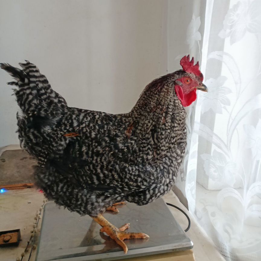 Молодые петушки Доминант 959 (Чехия)