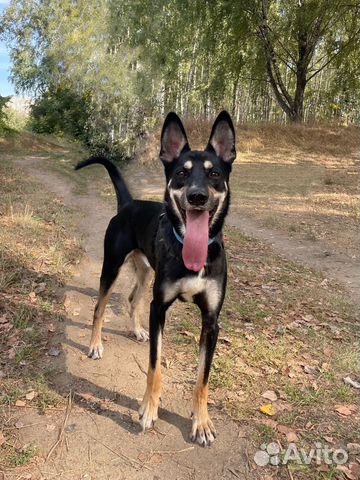 У Макса из приюта умерла мама, ищем ему новый дом