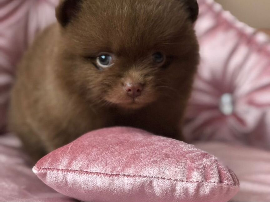 Щпице- детки