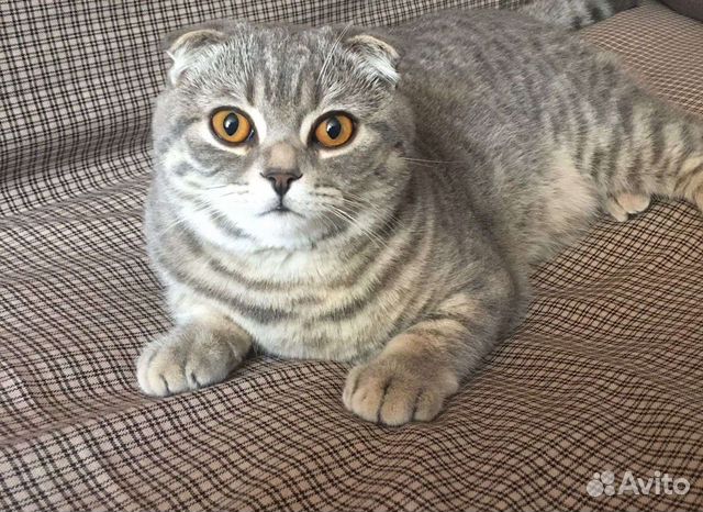 Шотландская вислоухая