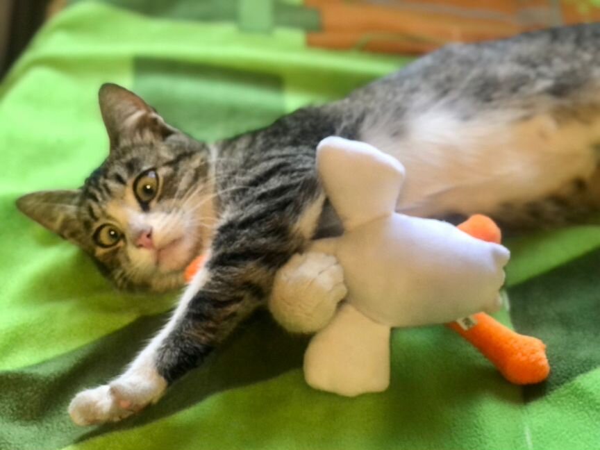 Котенок подросток в добрые руки Бесси