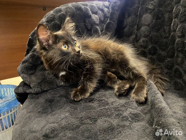 Котенок