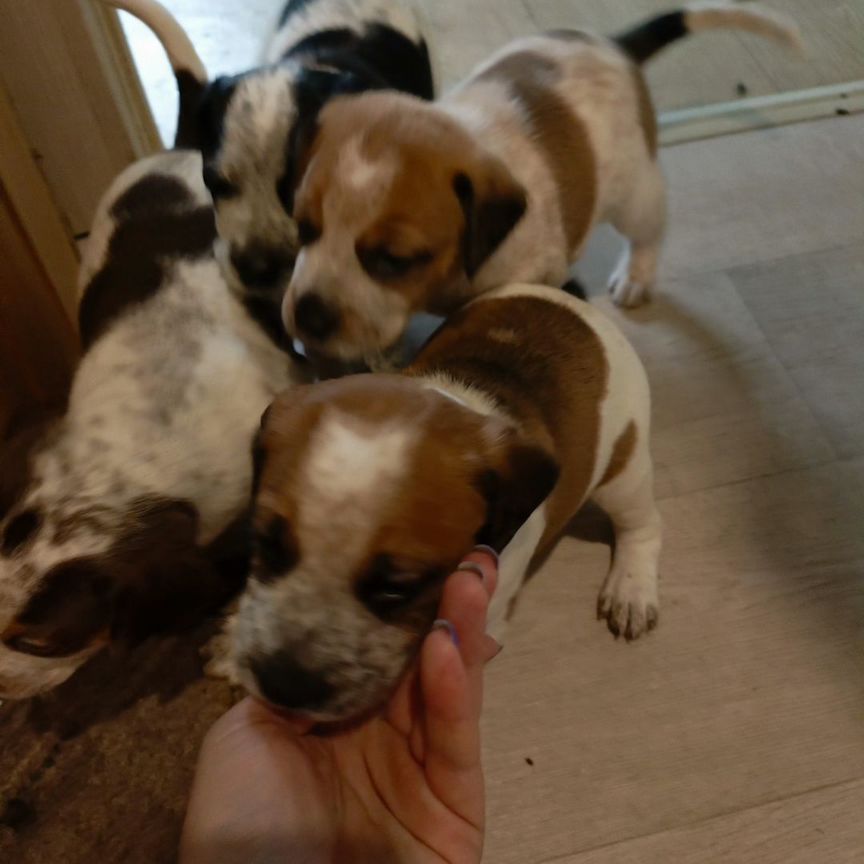 Щенок в добрые руки бесплатно