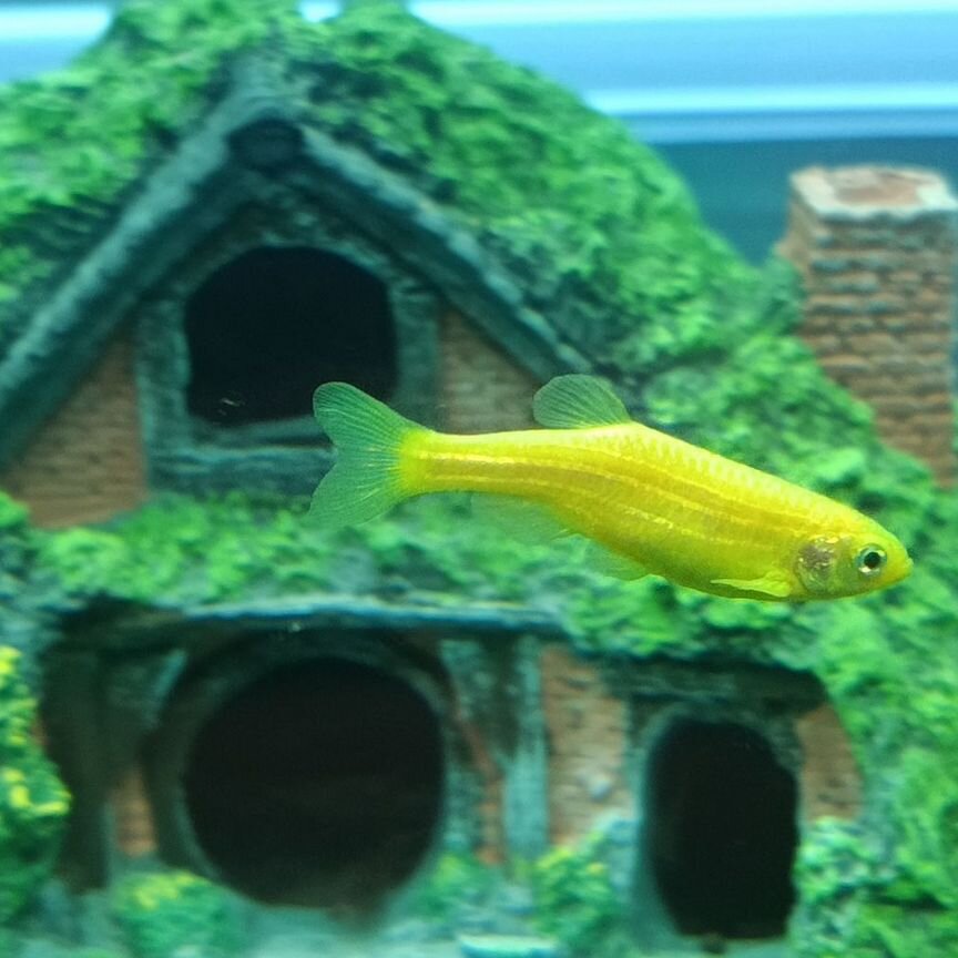 Отдам рыбок