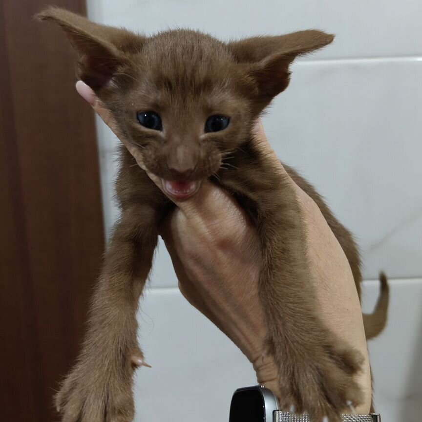 Ориентальный котёнок