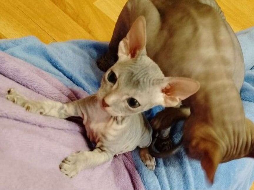 Котята сфинкс