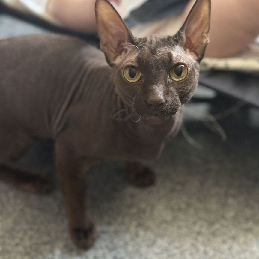 Кот сфинкс