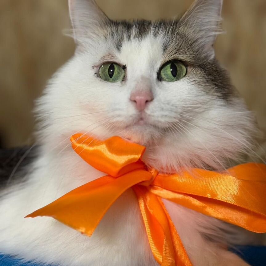 Кошечка Мята из приюта