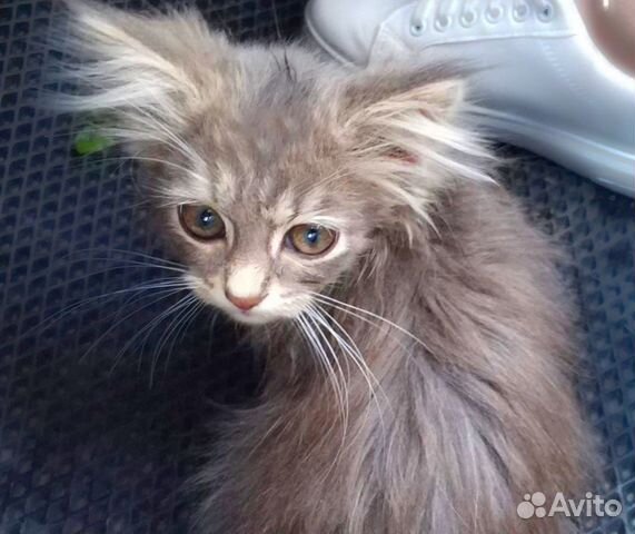 Пушистые котята в добрые руки бесплатно в дар