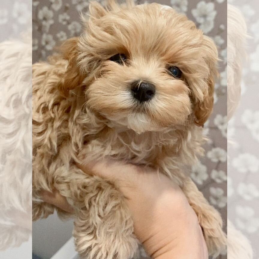 Мальтипу, щенок