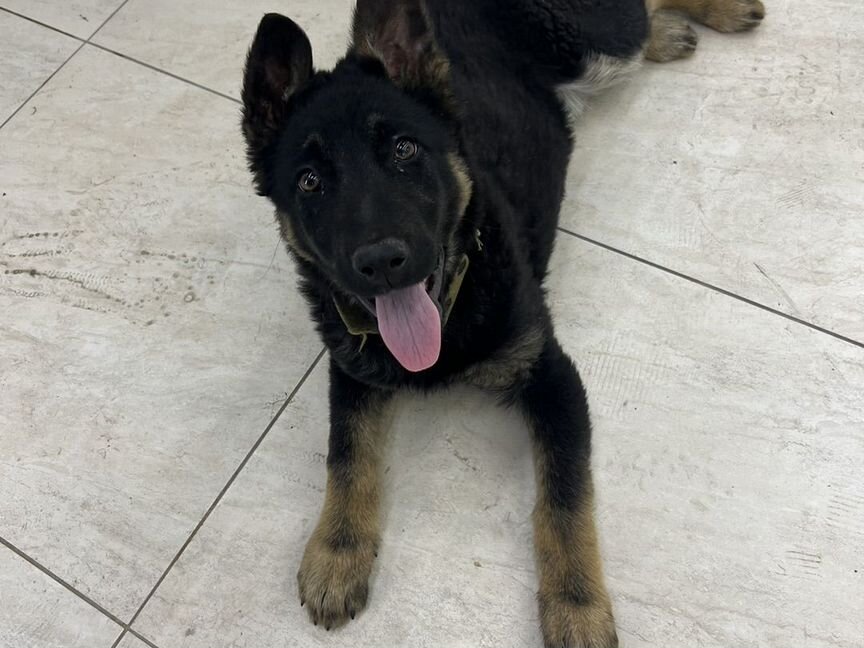 Отдам беслатно щенка в добрые руки