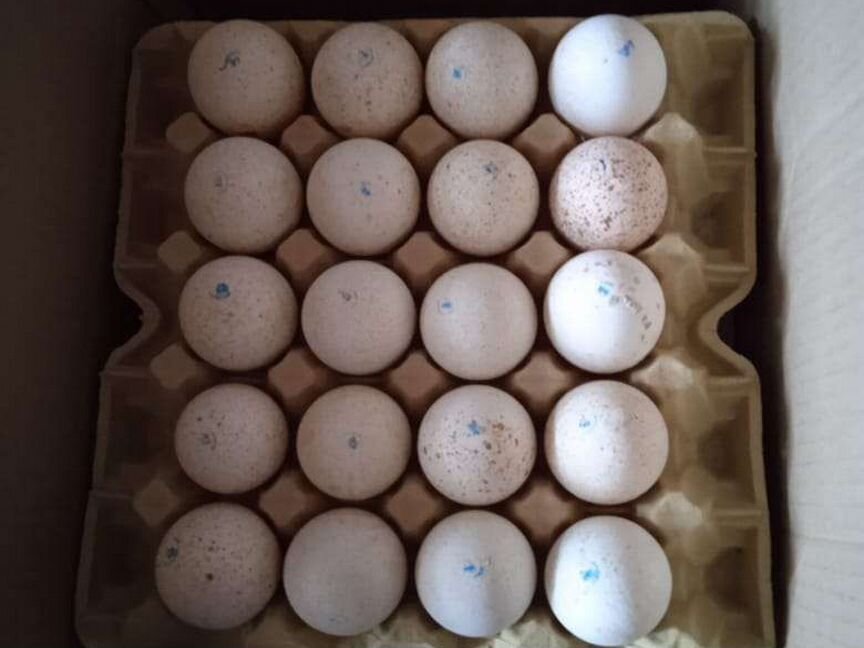 Инкубационное яйцо индейки биг 6