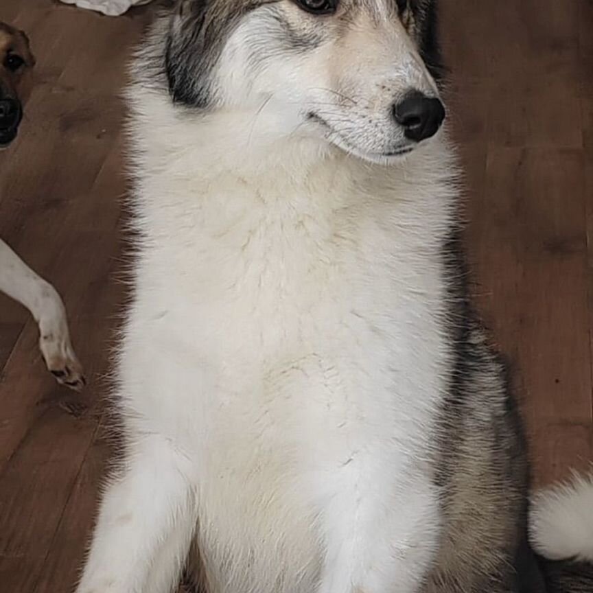 Собака стерилизованная в добрые руки