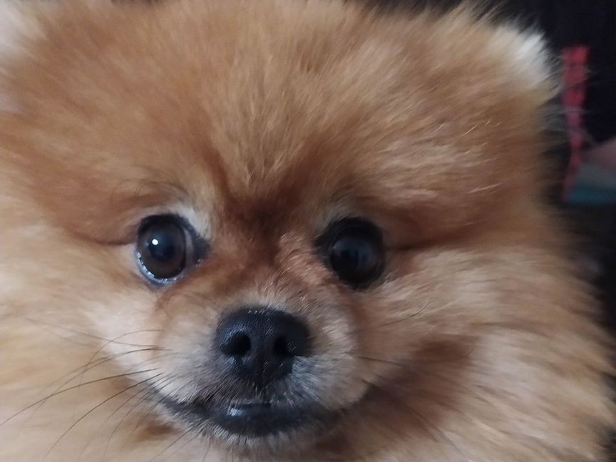 Вязка немецкий шпиц миник