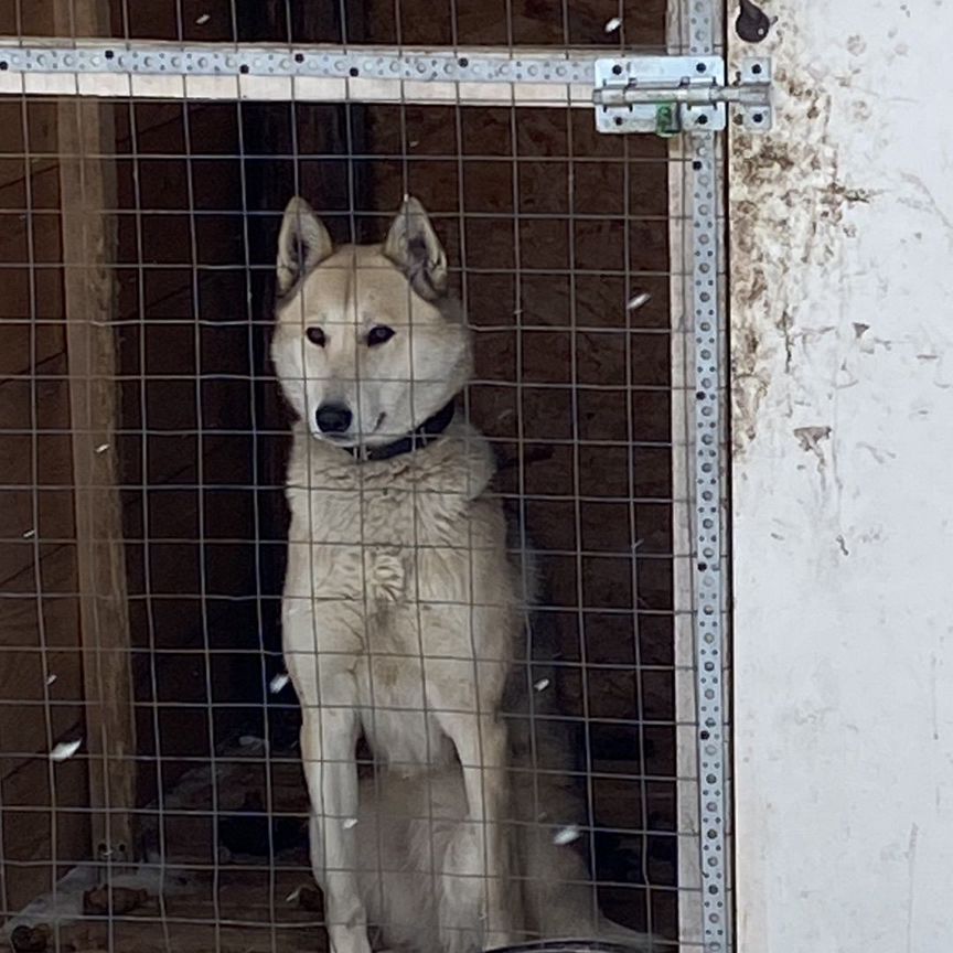Лайка зсл 2.1 года прдается с радословной