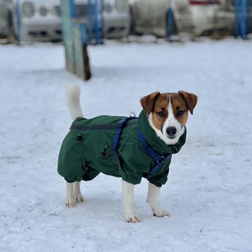 Комбинезон joy jack M