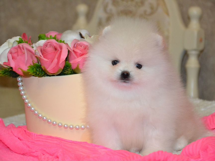 Шпиц кремовые детки