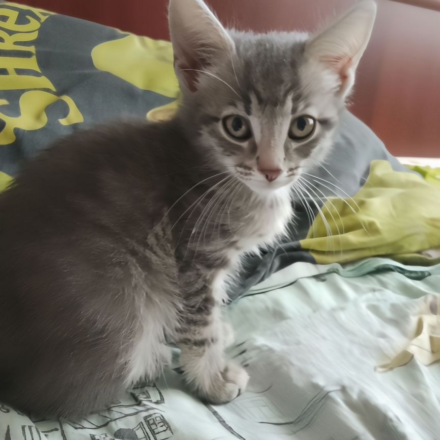Котëнок