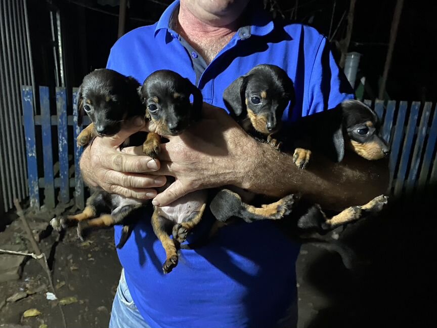 Шенки таксы