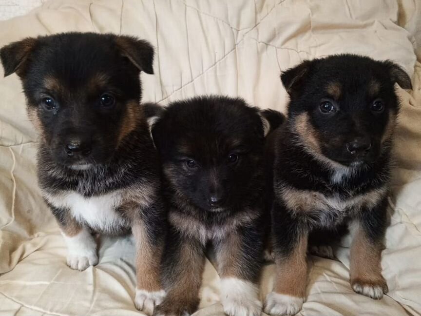 Щенки немецкой овчарки