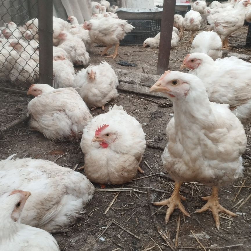 Куры бройлеры живым весом