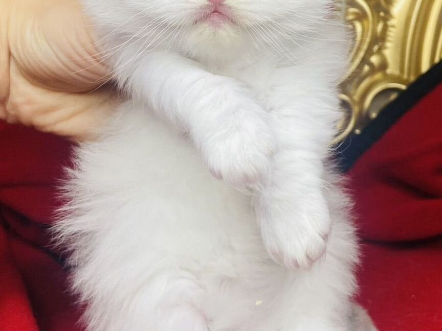 Котята рэгдолл