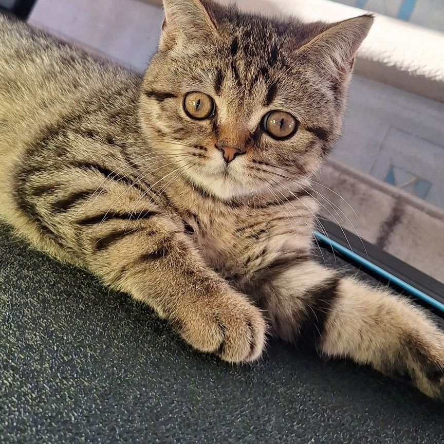 Шотландский котёнок, милый и смешной
