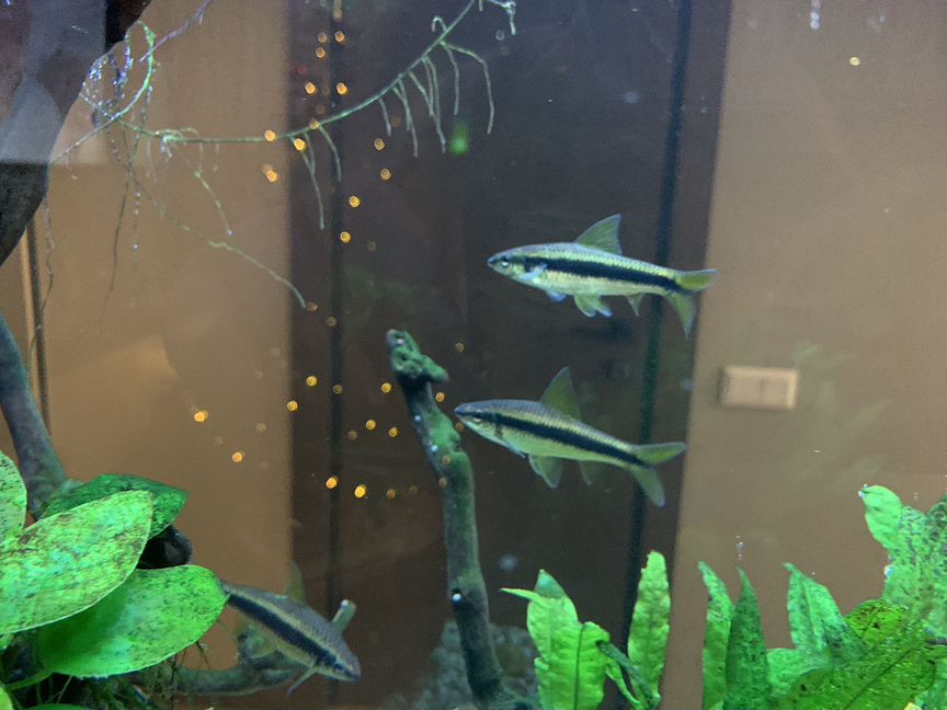 Сиамский водорослеед и скалярия