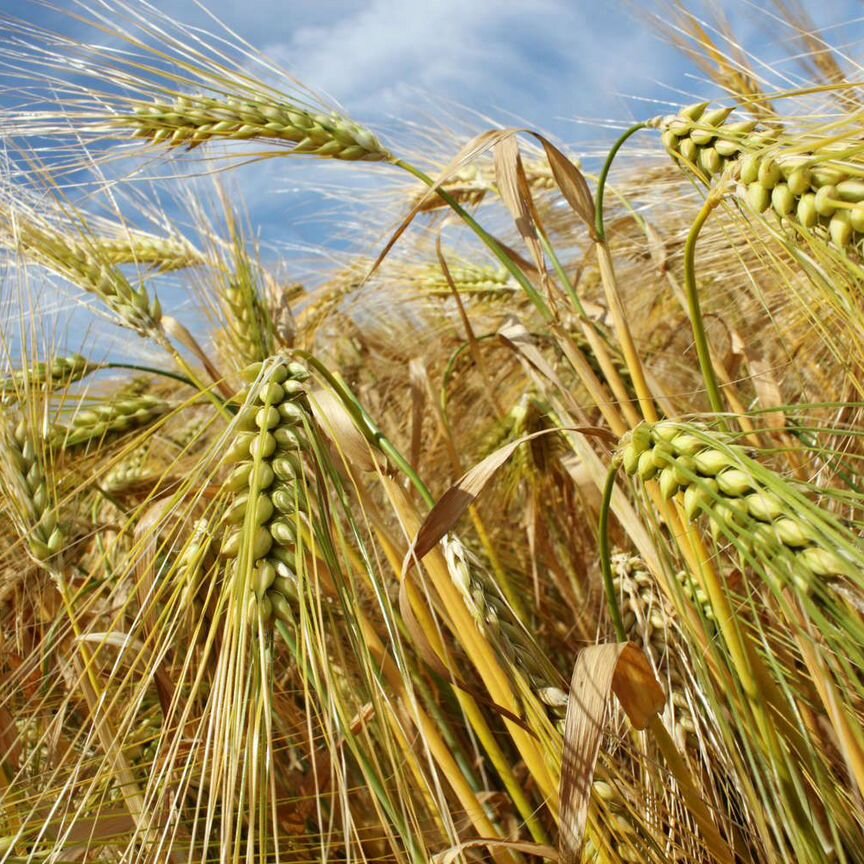 Закупаем зерно