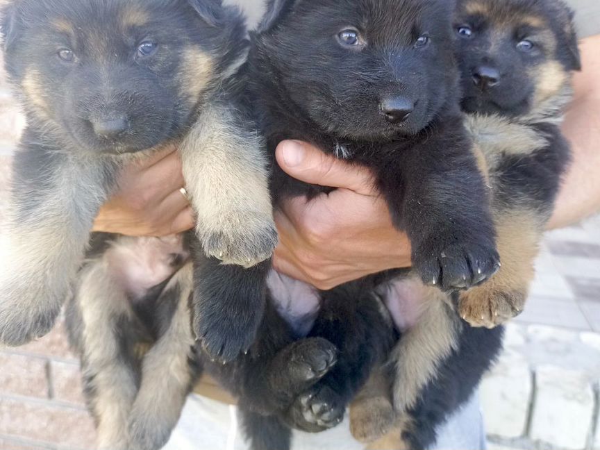 Немецкая овчарка