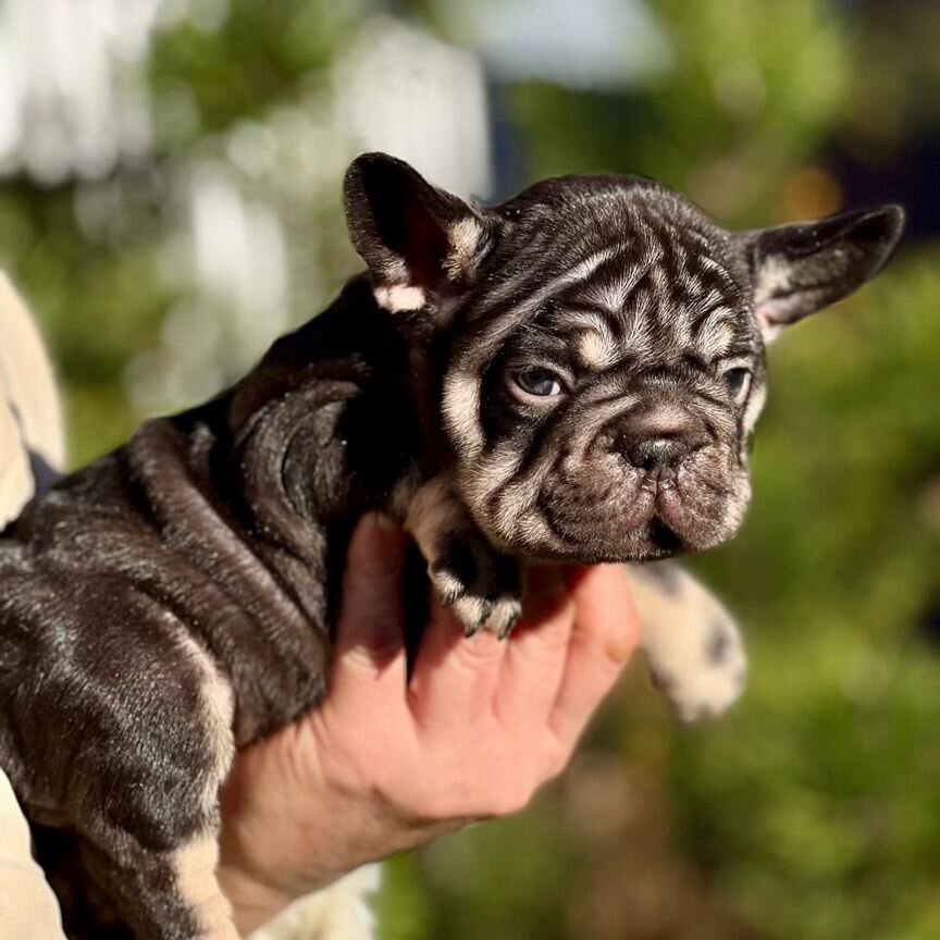 Французский бульдог