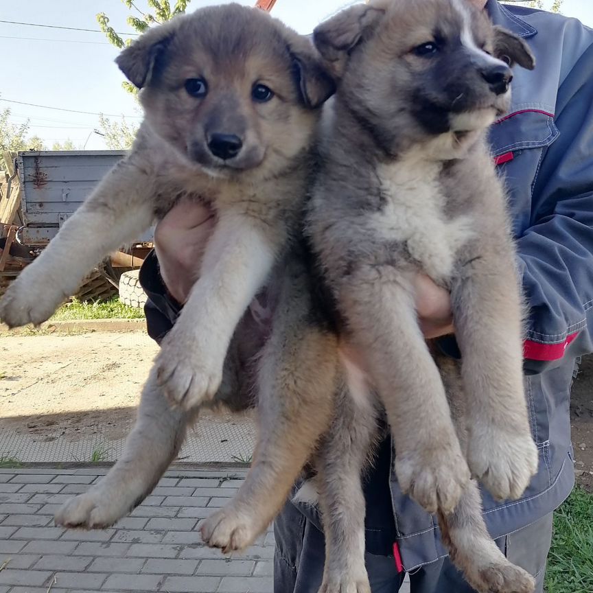 Щенки лайки