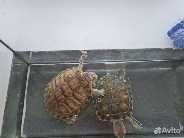 Красноухая черепаха с аквариумом