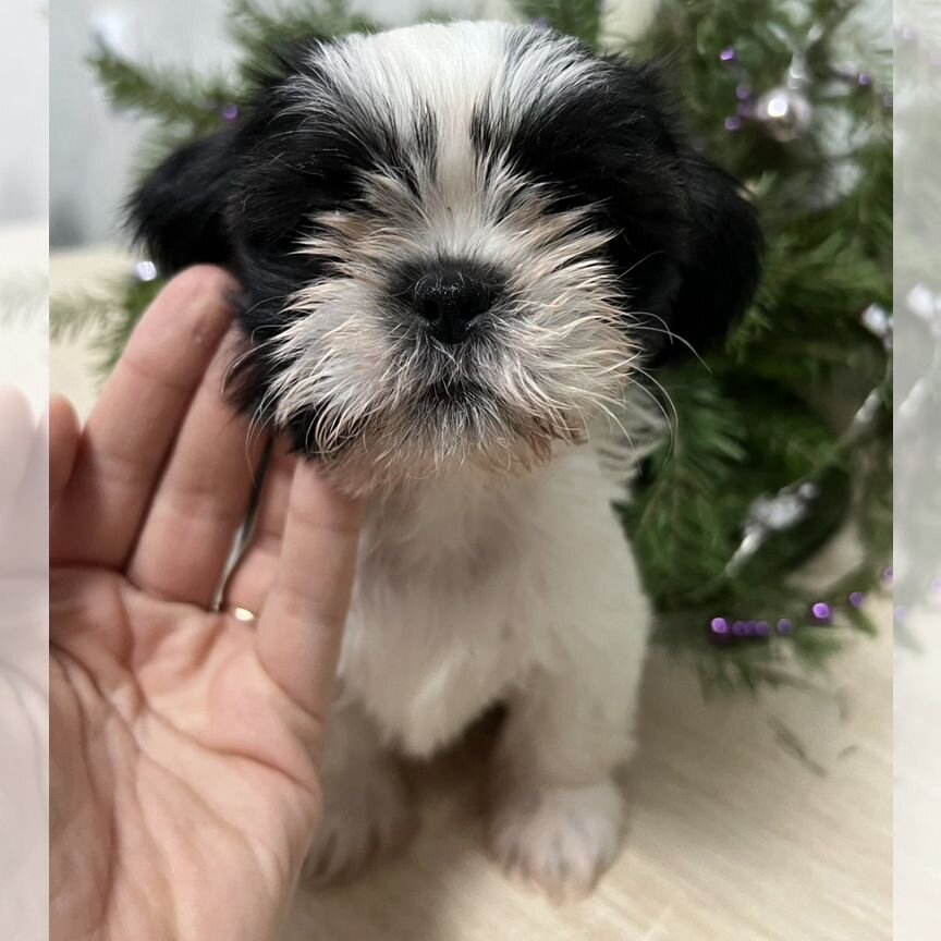 Щенки ши-тцу девочка