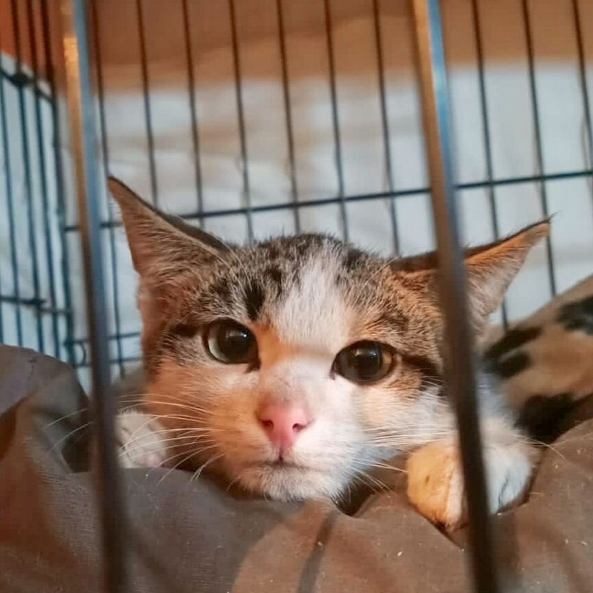 Плюшевый котенок ищет маму-папу
