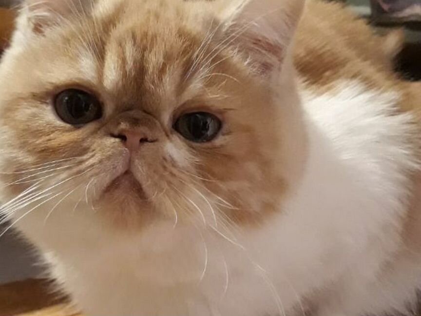 Котята-домовята для счастливого дома