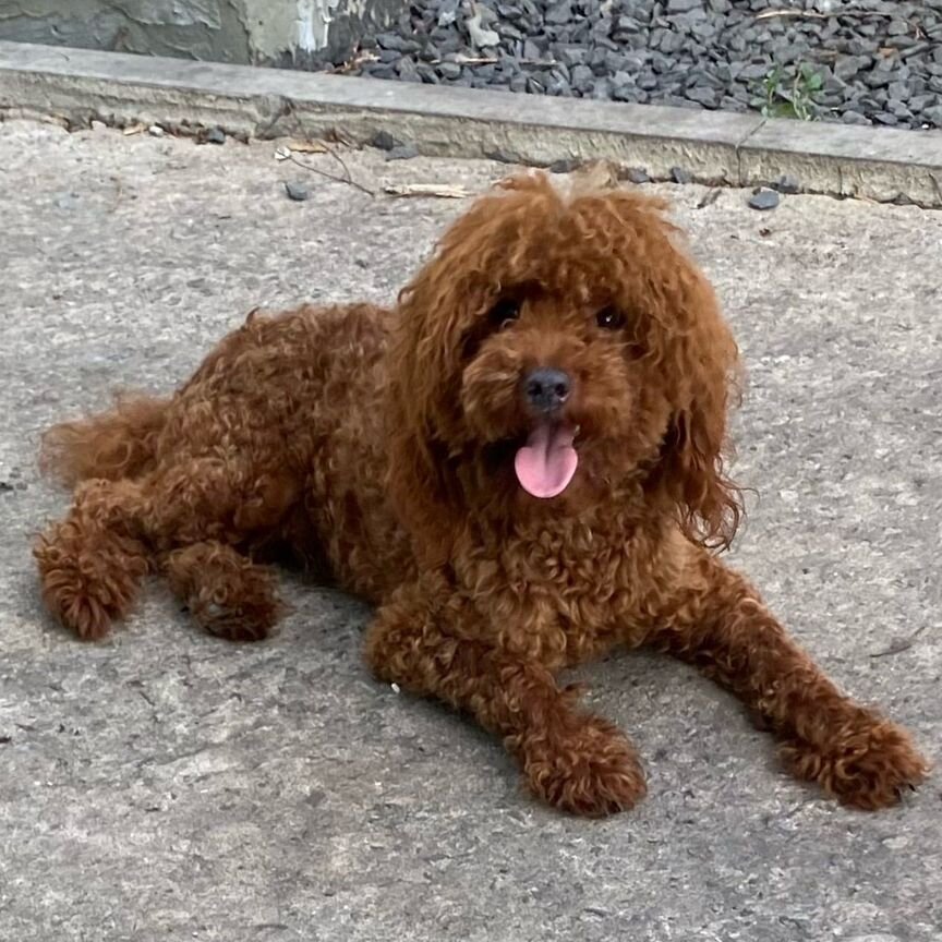 Той-пудель, взрослый пёс