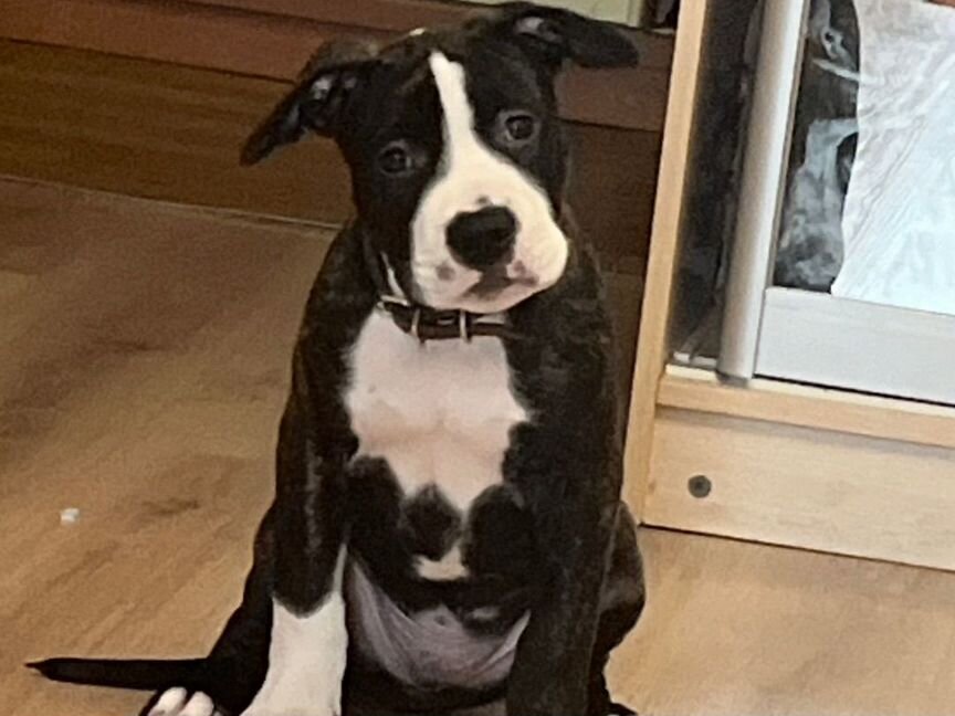 Стаффордширский терьер