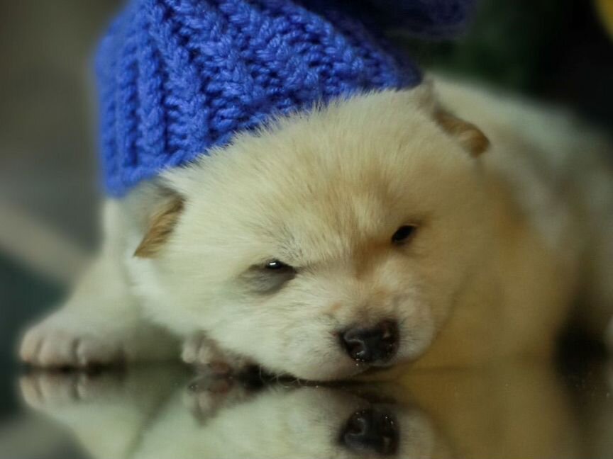 Красивый белый мальчик Сиба Ину (Шиба)