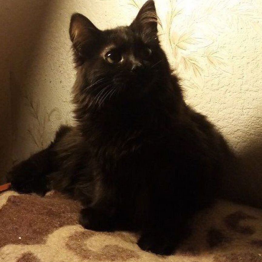 Котик в добрые руки