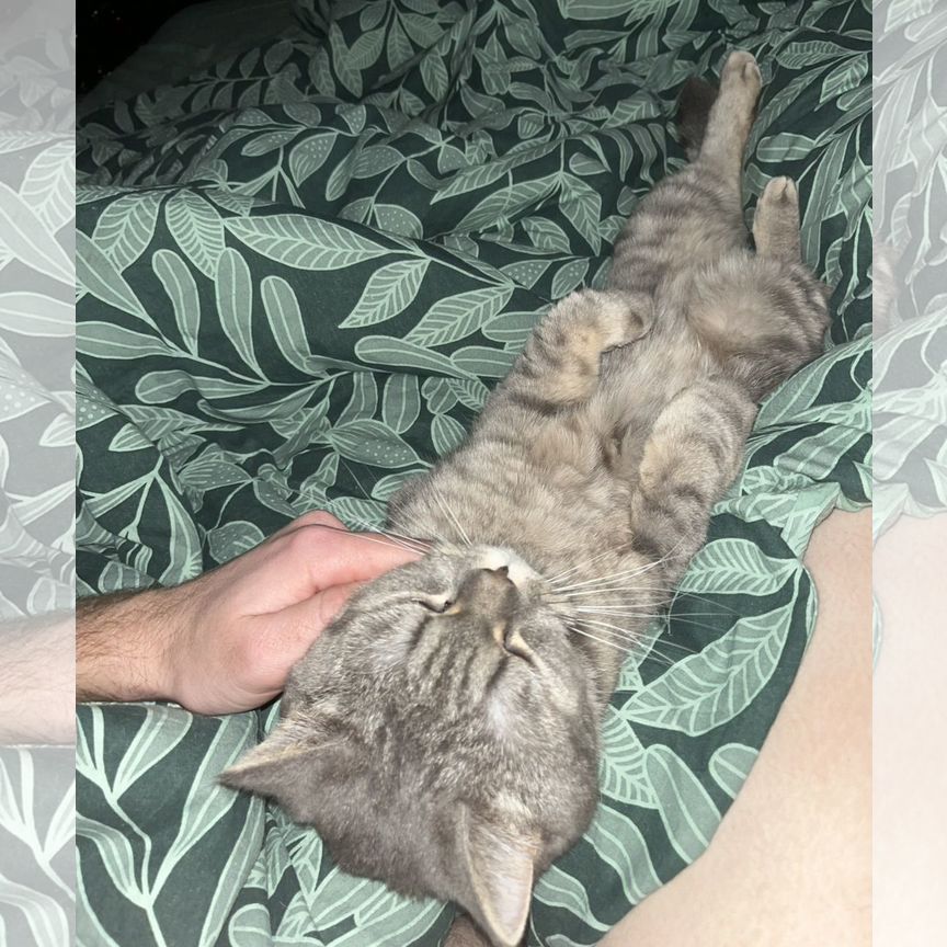 Шотландский прямоухий короткошёрстный котёнок