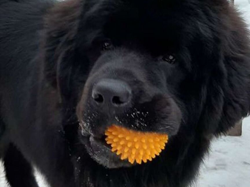 Ньюфаундленд Вязка