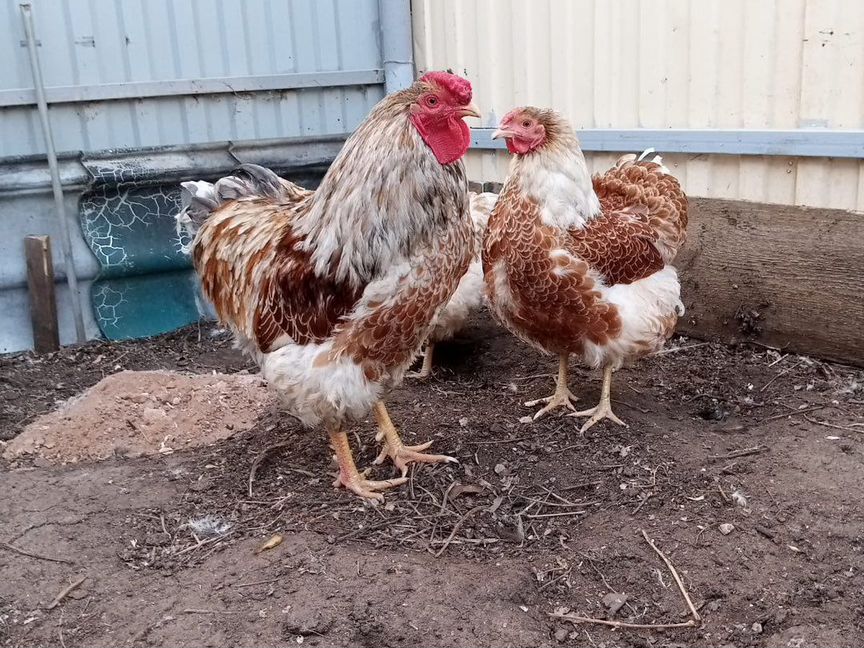 Куры петухи