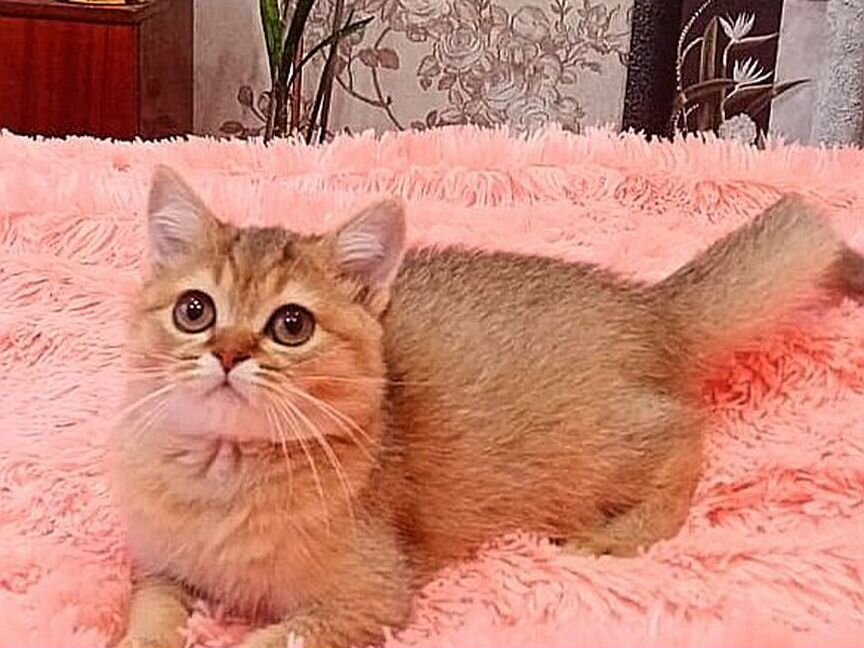 Шотландские золотые яркие котята