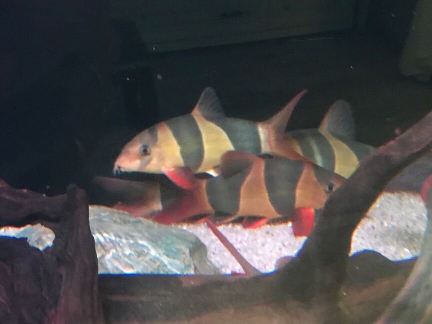 Боция Клоун 4 шт