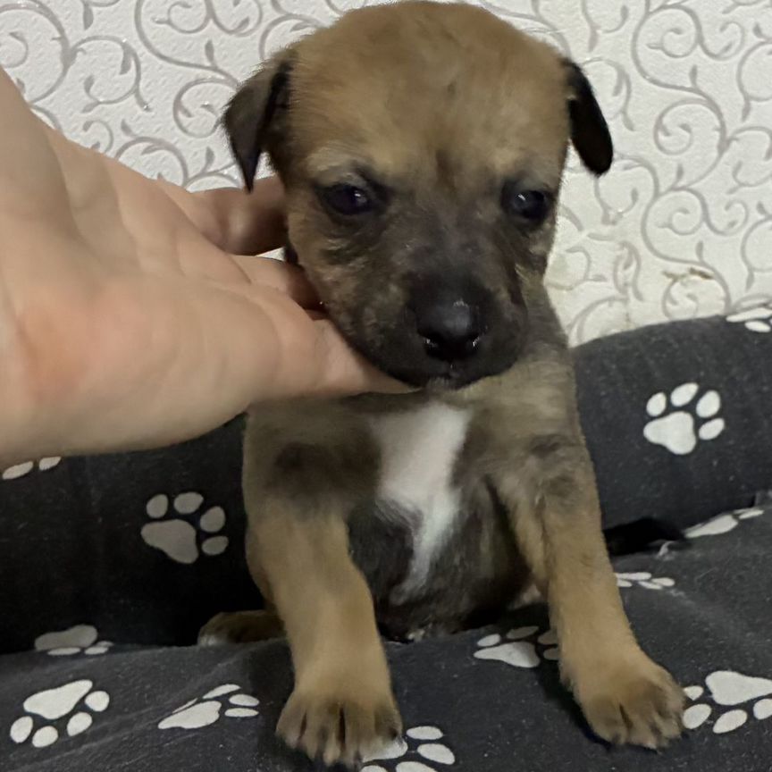 Щенок в добрые руки