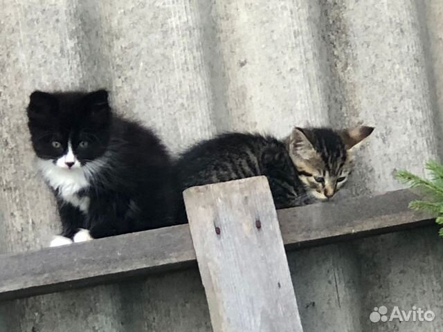 Кошка серенькая и котик черненький