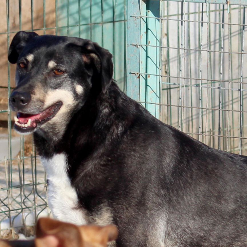 Взрослая собака в добрые руки