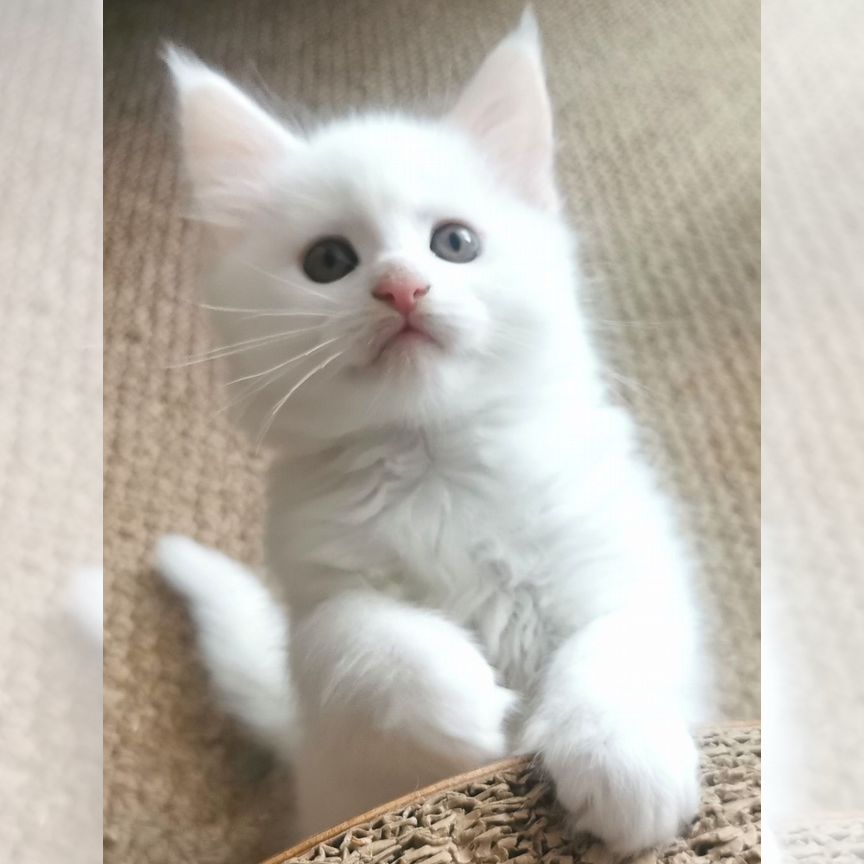 Мейн-кун котёнок